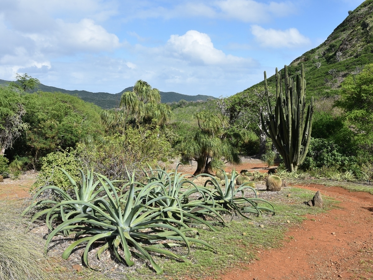 A Quick Guide to Oʻahu Botanical Gardens