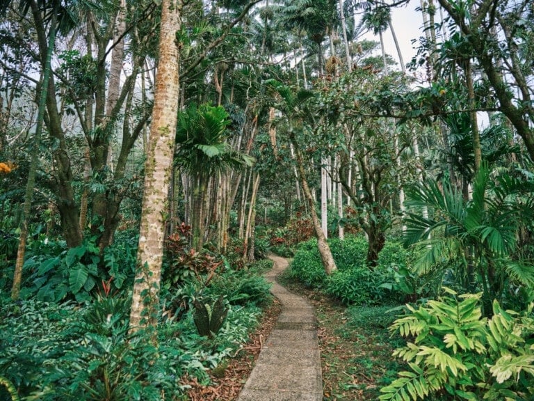 A Quick Guide to Oʻahu Botanical Gardens